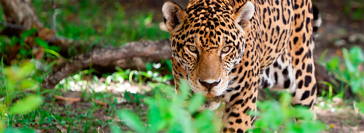La importancia de cuidar la biodiversidad mexicana - Terra